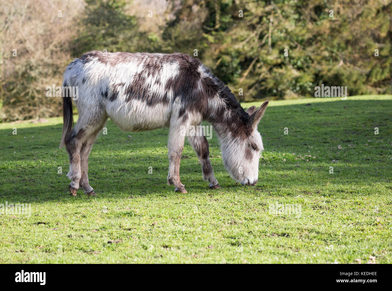 Furry Donkey High Resolution Stock Photography and Images - Alamy