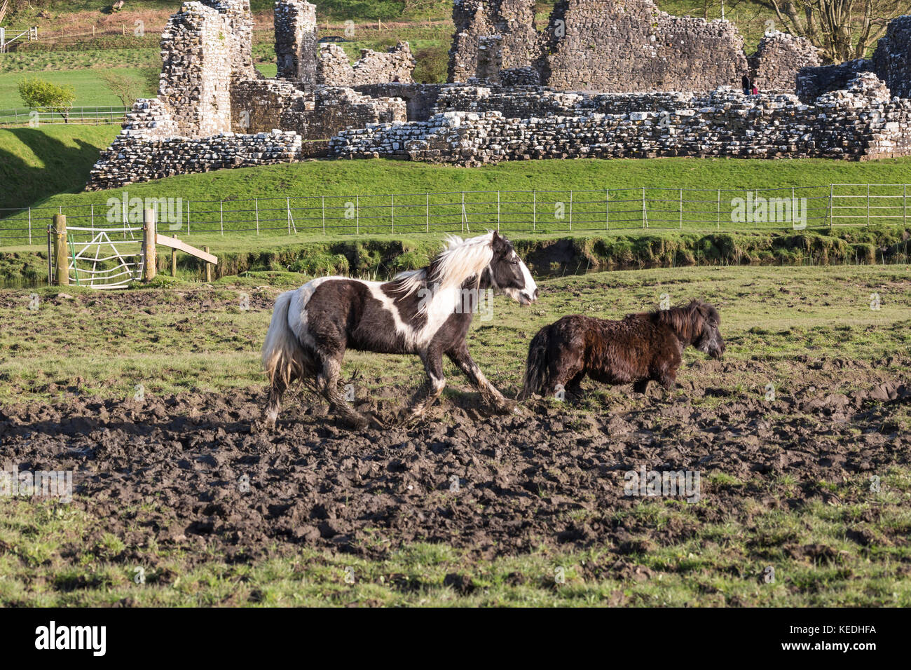 Piebald horse hi-res stock photography and images - Alamy