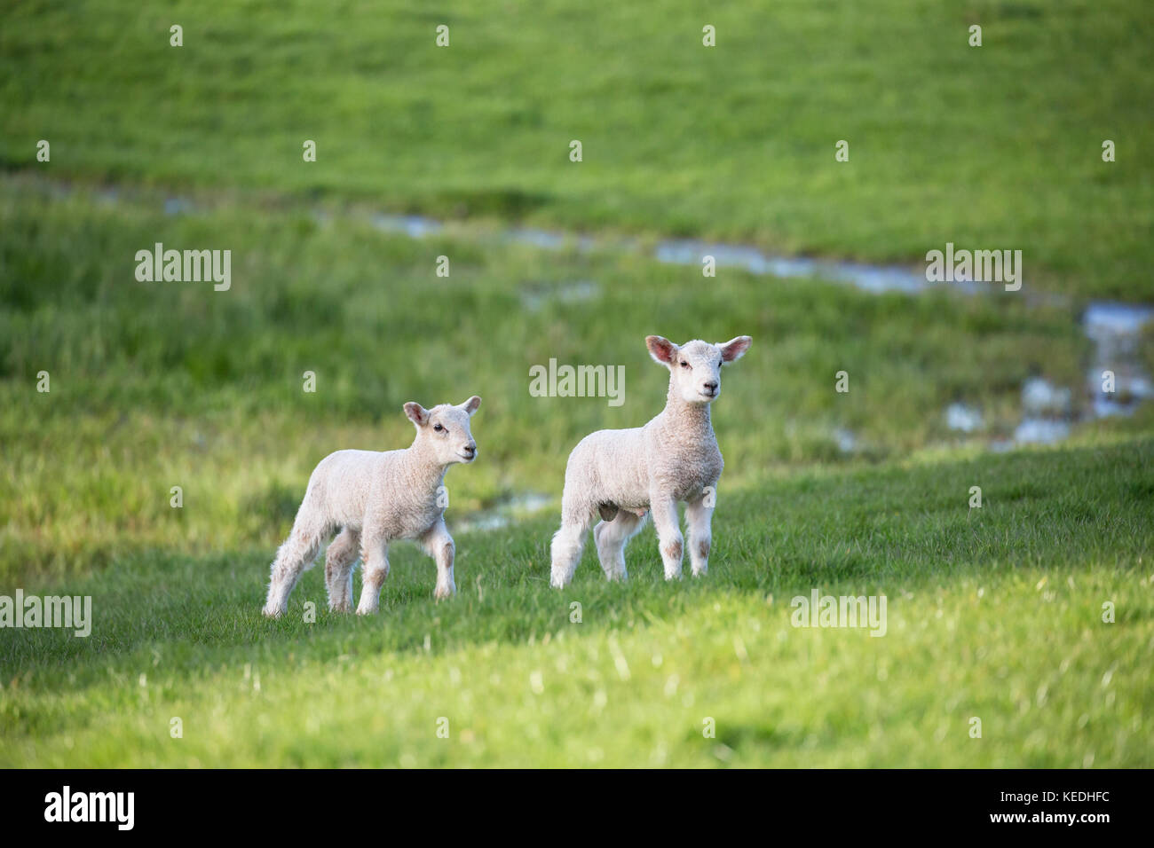 spring lamb twins in field Stock Photo - Alamy