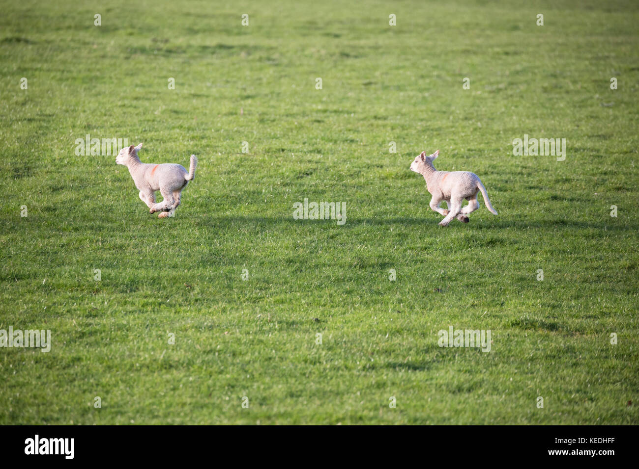 Spring chasing hi-res stock photography and images - Alamy