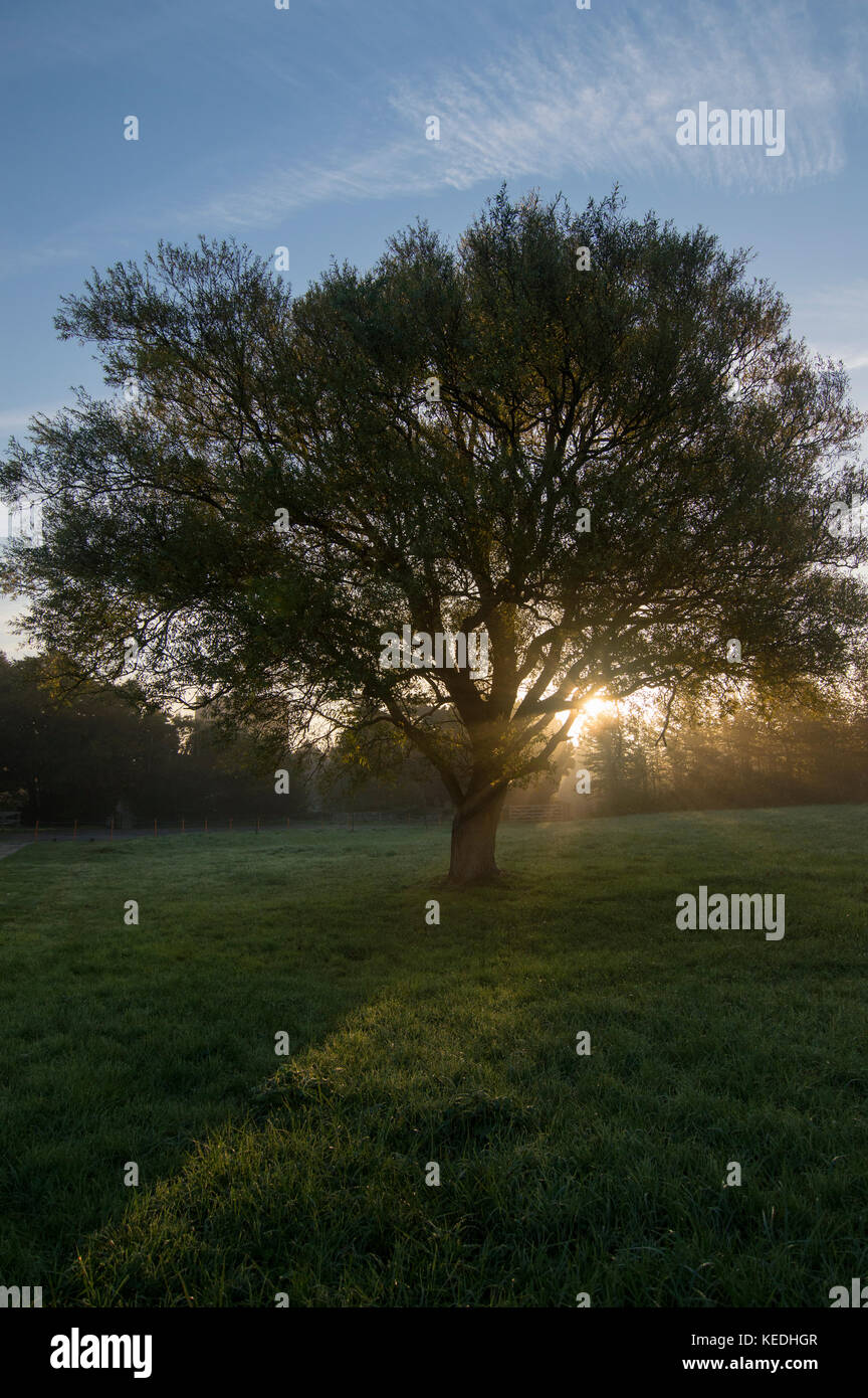 Early morning sun rays shining through trees, crisp and cold dawn ...