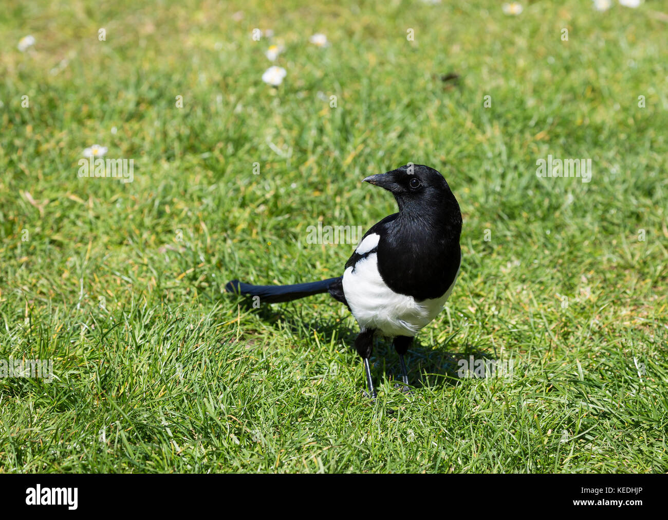 magpie on grass in sunshine Stock Photo - Alamy