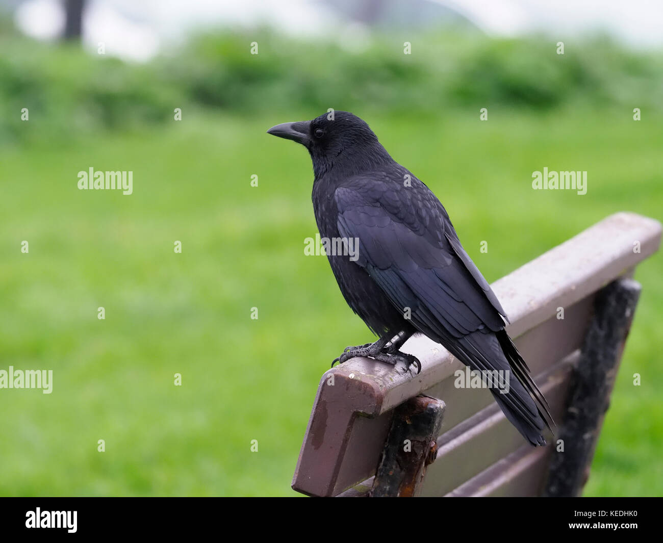 Crow on bench hi-res stock photography and images - Alamy