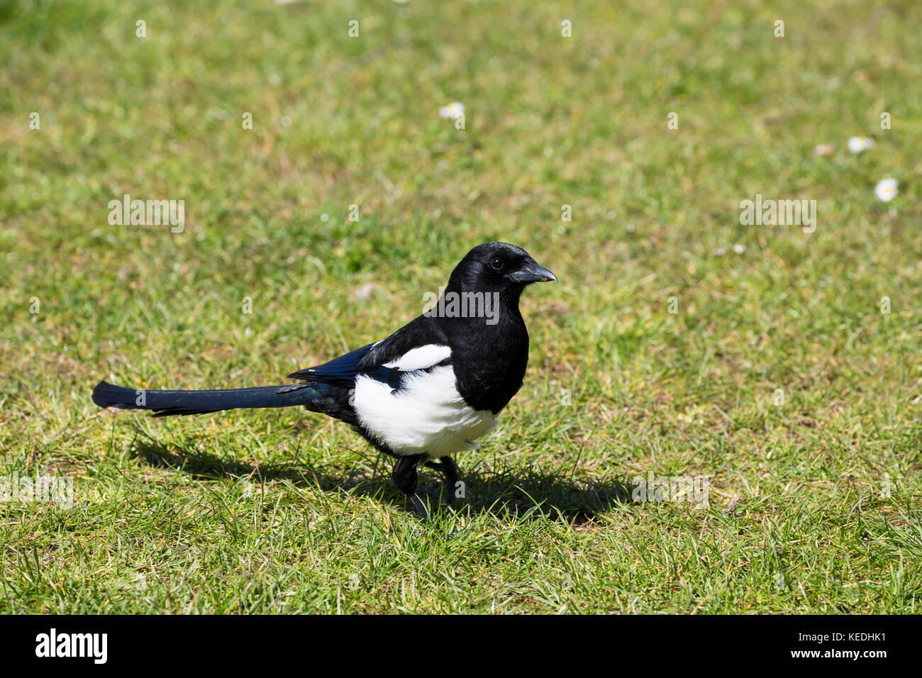 Magpie iridescent hi-res stock photography and images - Alamy