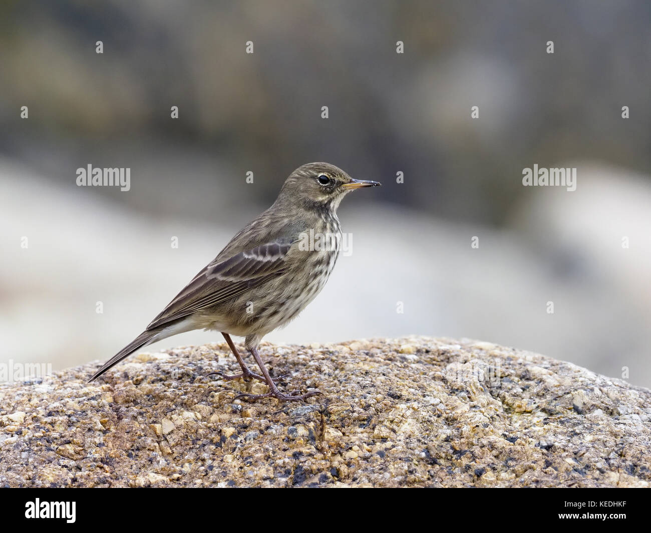 European rock pipit, Anthus petrosus, single bird on rock, Cornwall ...