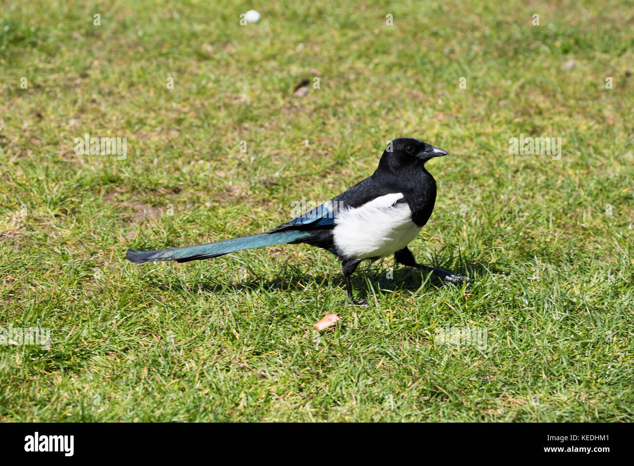 magpie walking on grass in sunshine Stock Photo - Alamy