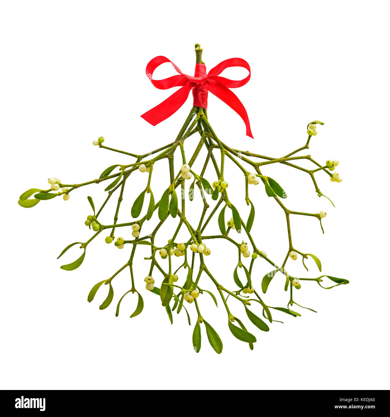 Photo of a bunch of Mistletoe tied with a red ribbon bow, isolated on a ...
