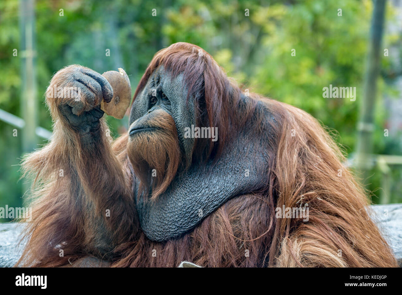 Orangutan (ape) eating fruits Stock Photo - Alamy