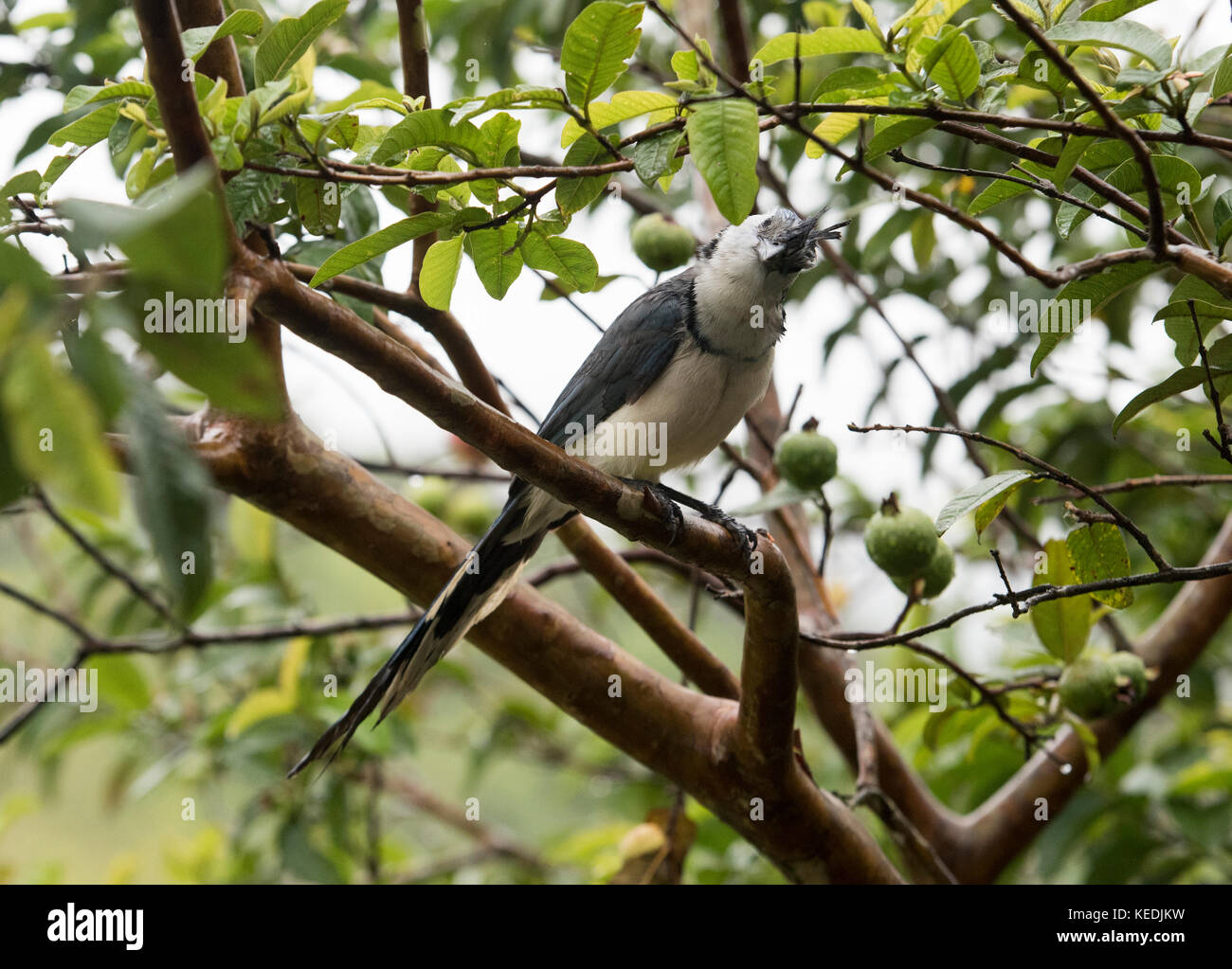 Magpie jay hi-res stock photography and images - Alamy