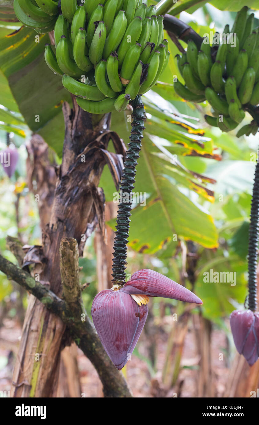 Edible corm hi-res stock photography and images - Alamy