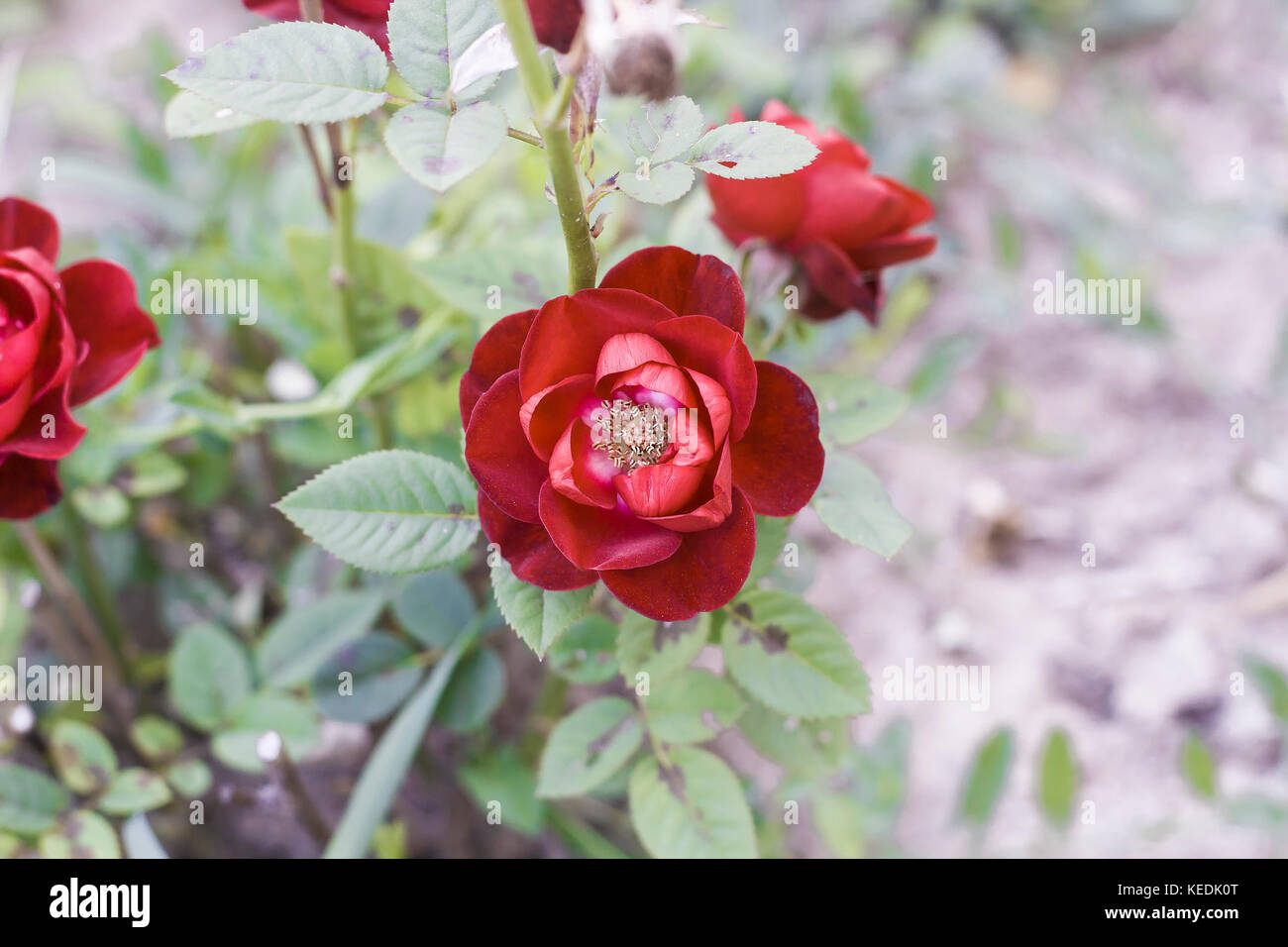 Hybrid Tea rose red flower in autumn garden, top view Stock Photo - Alamy