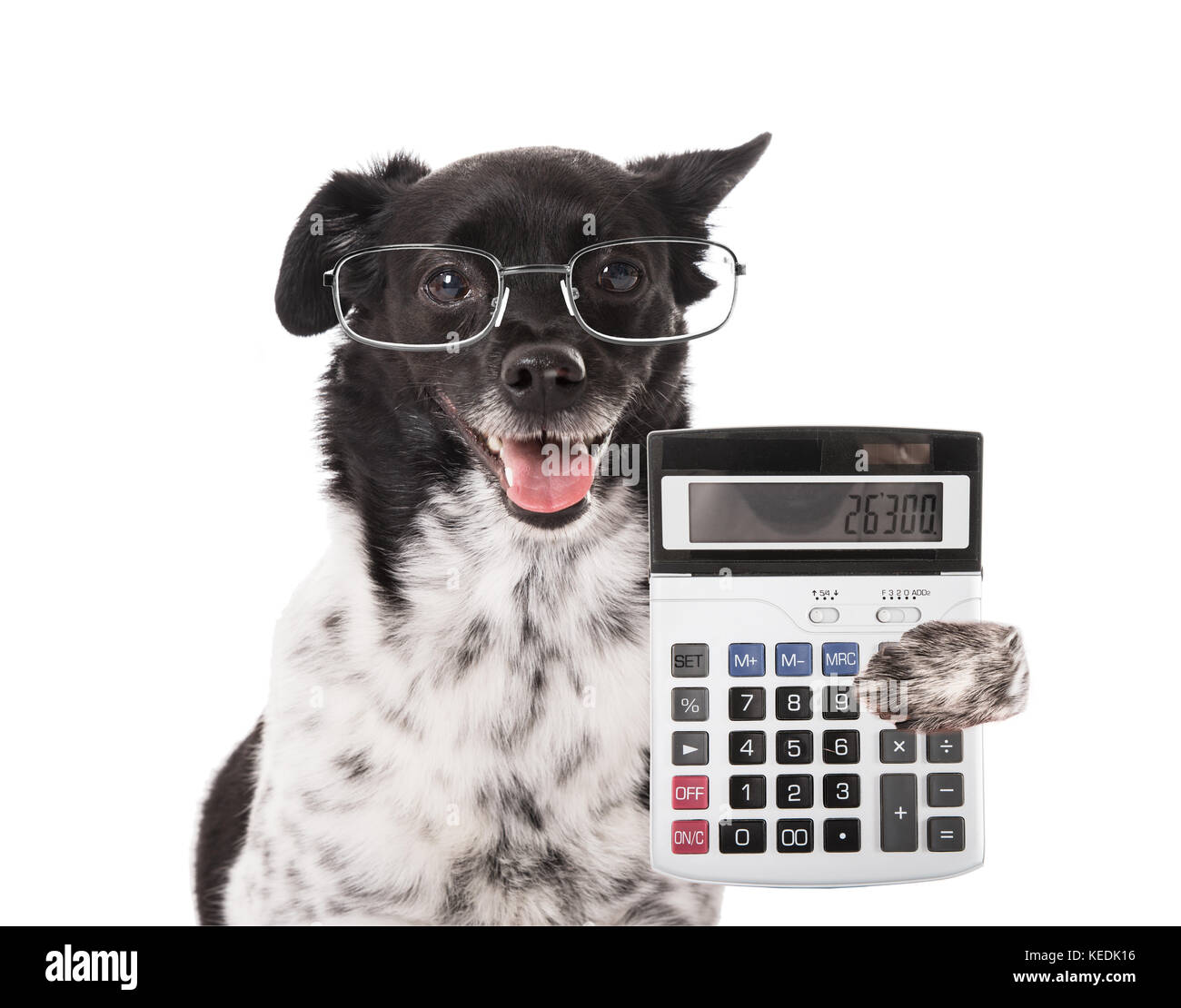 Accountant Dog With Calculator On White Background Stock Photo - Alamy
