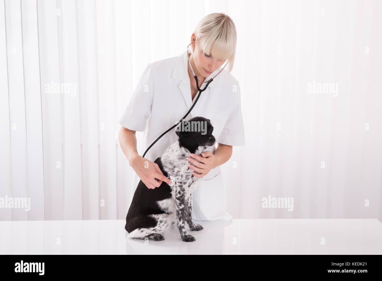 Young Female Vet Examining Dog With Stethoscope In Hospital Stock Photo ...