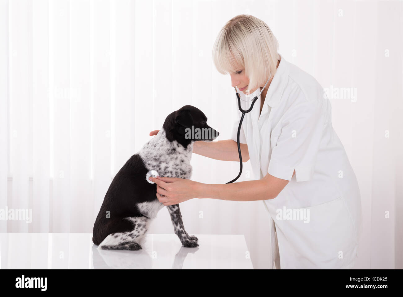 Young Female Vet Examining Dog With Stethoscope In Hospital Stock Photo ...