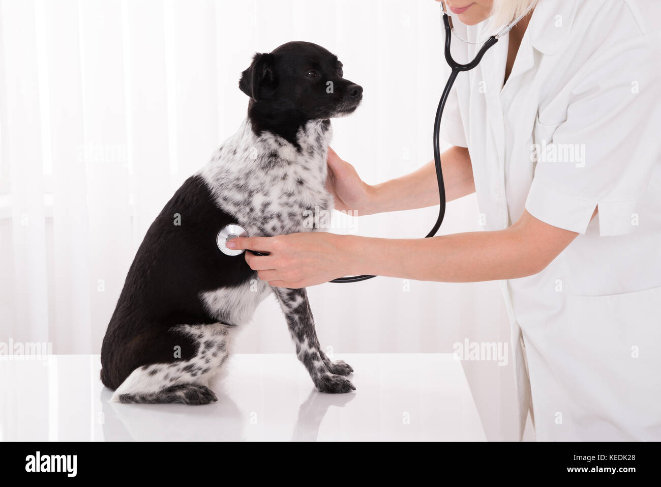 How Do You Use A Stethoscope For A Dog