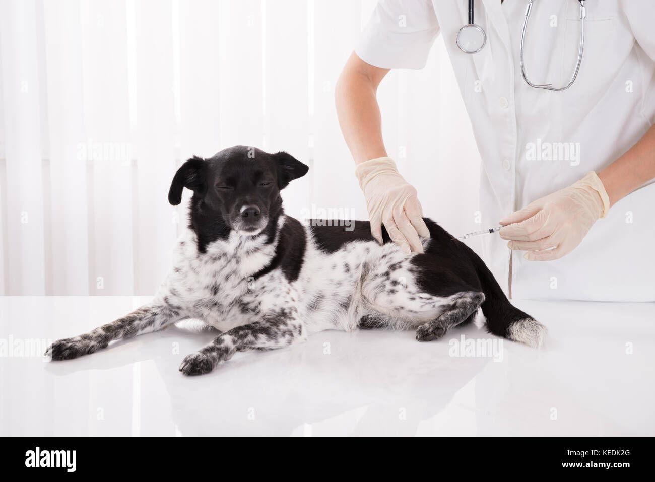Vet Giving An Injection To Dog Lying On Desk In Hospital Stock Photo ...