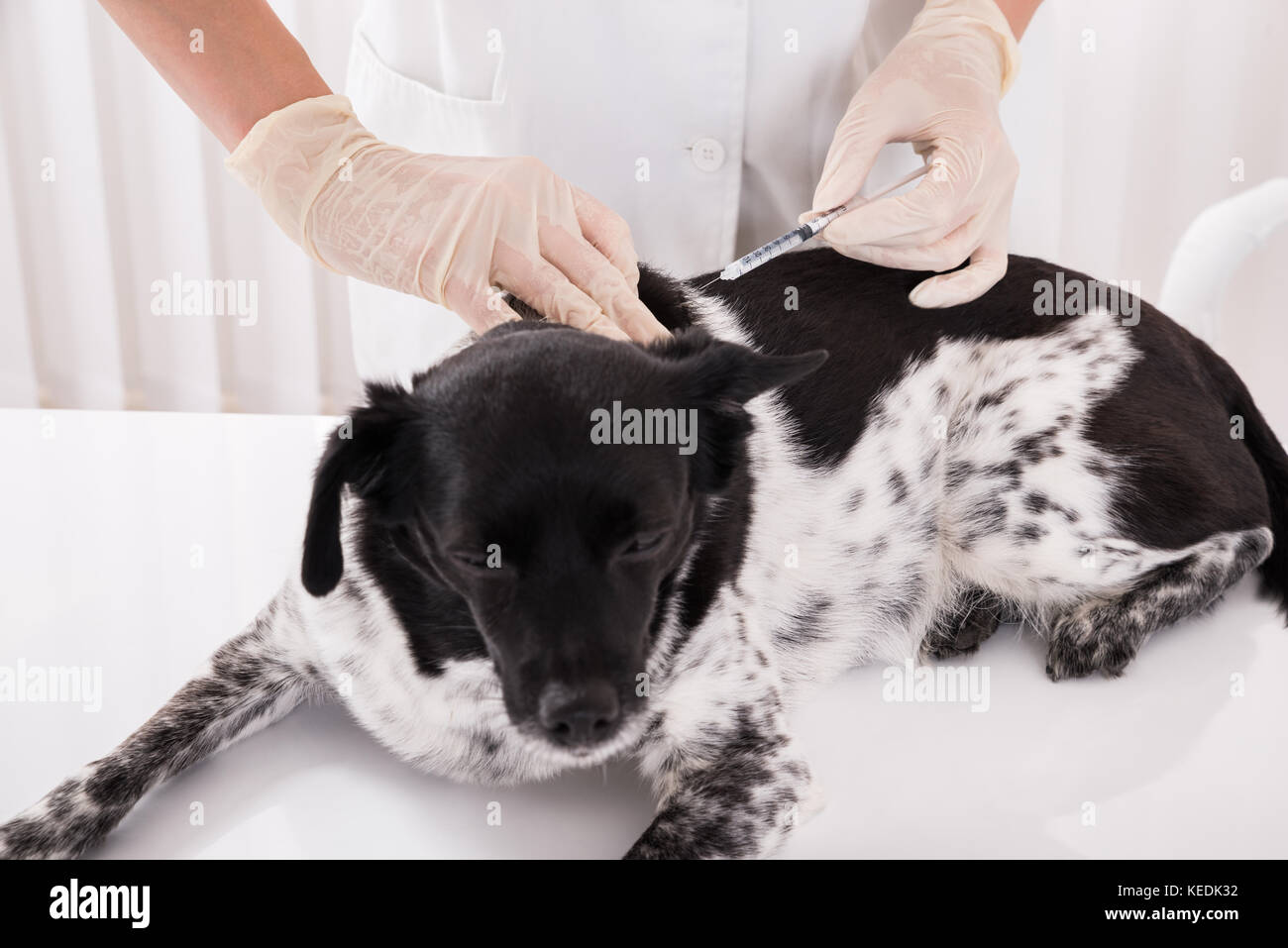 Vaccinate dog hi-res stock photography and images - Alamy