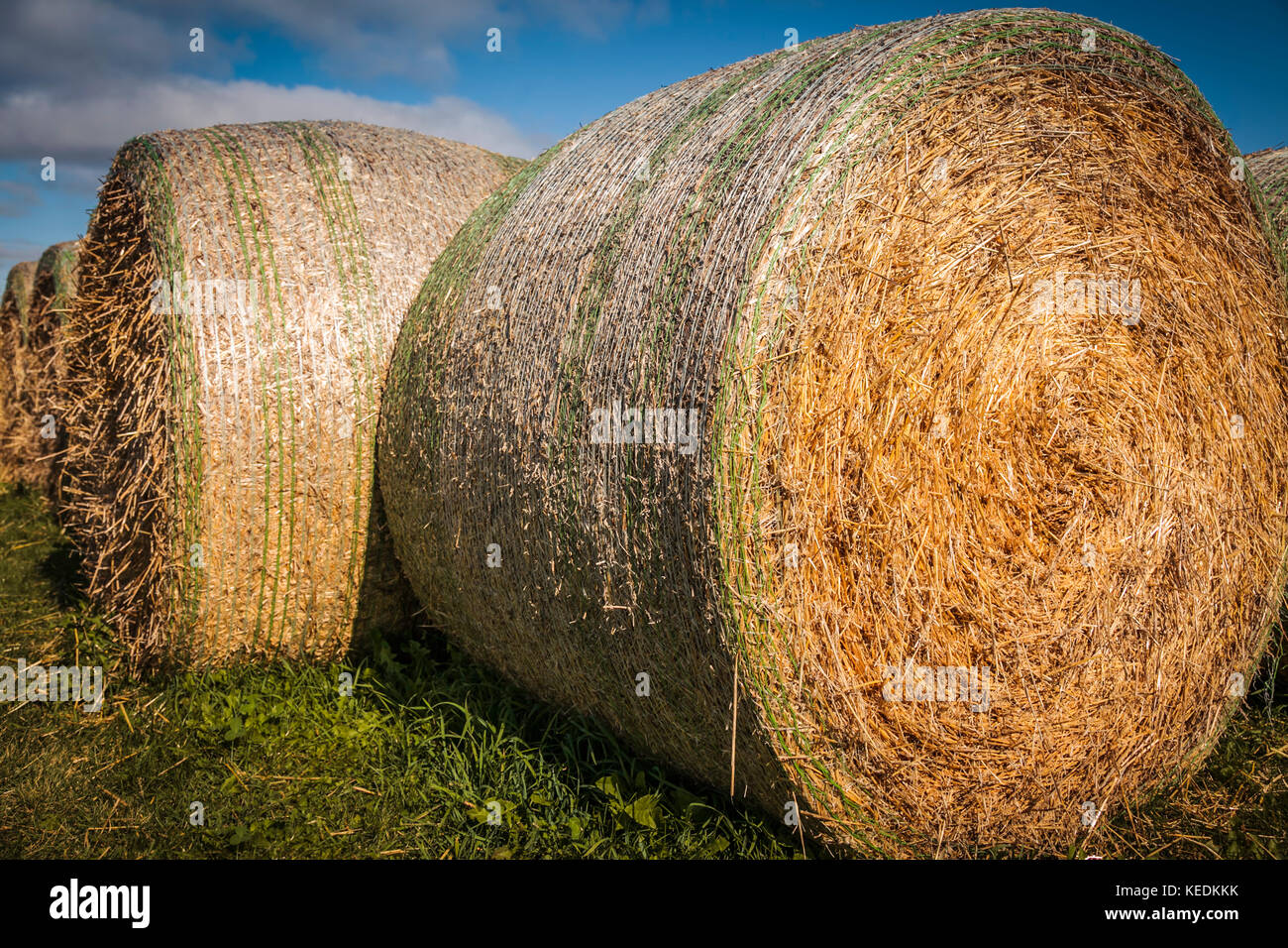Stack of hay bales on a field Stock Photo - Alamy