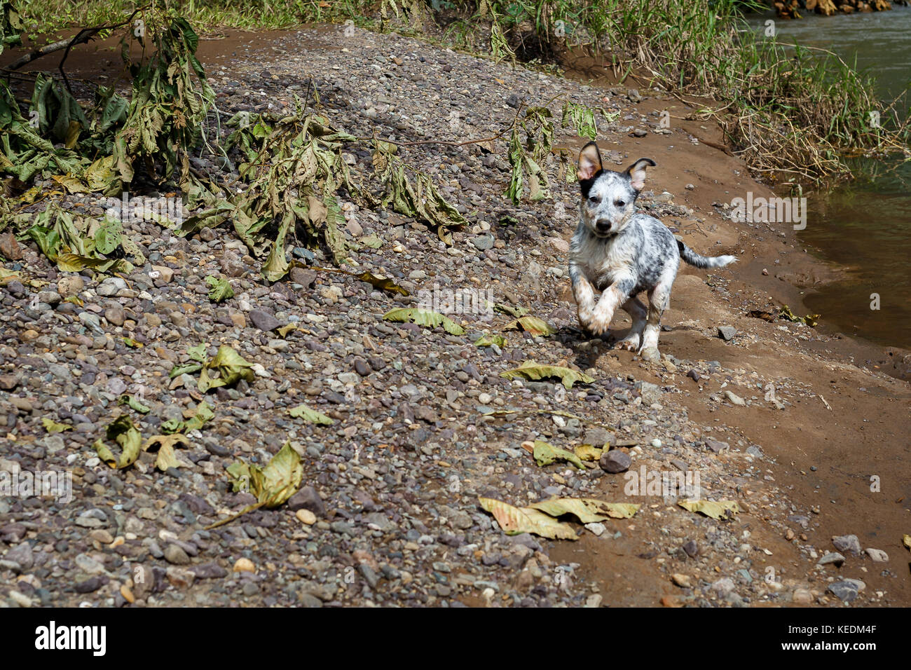 Australian Cattle Dog running around having fun Stock Photo - Alamy