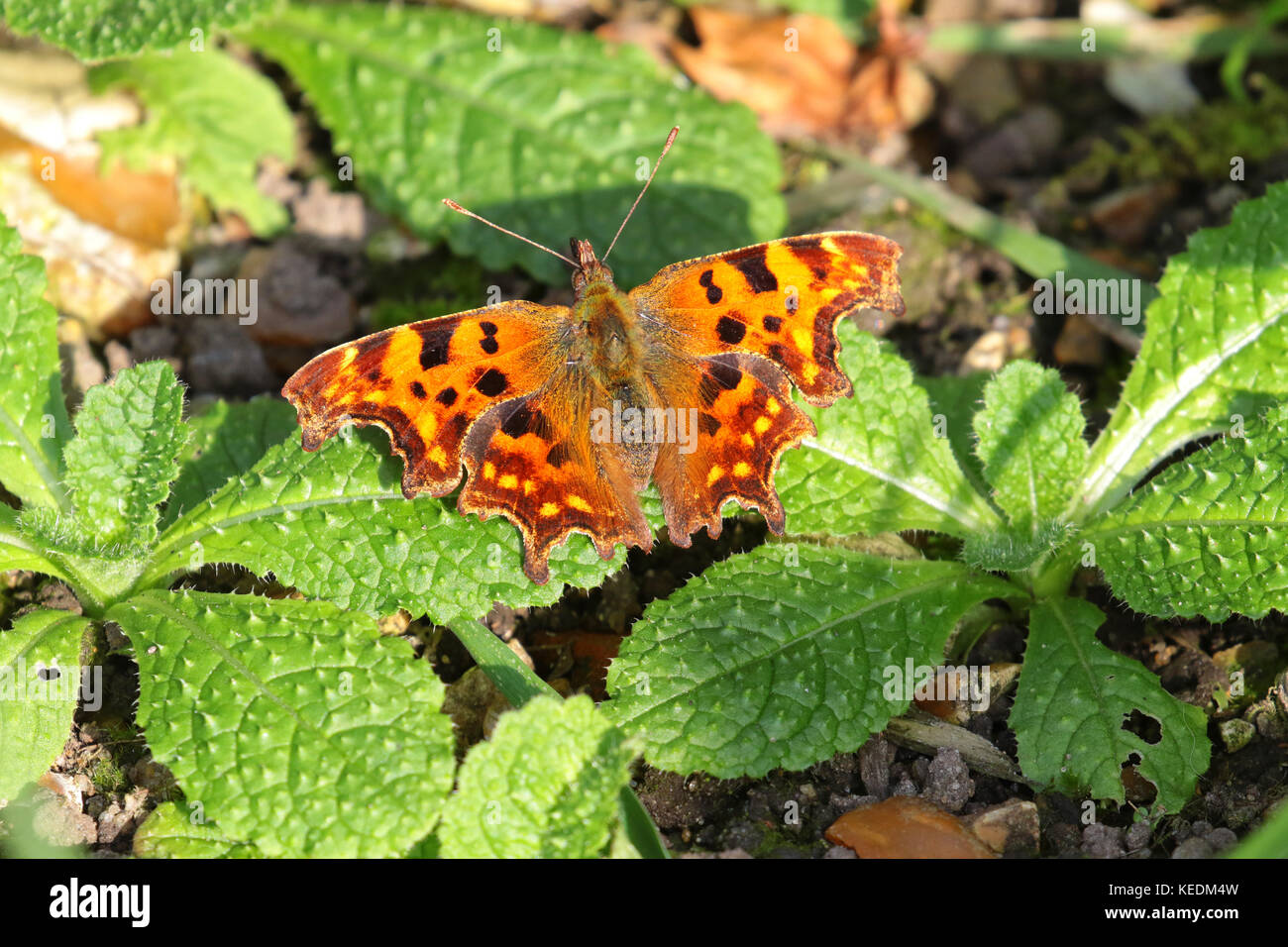 October butterfly uk hi-res stock photography and images - Alamy