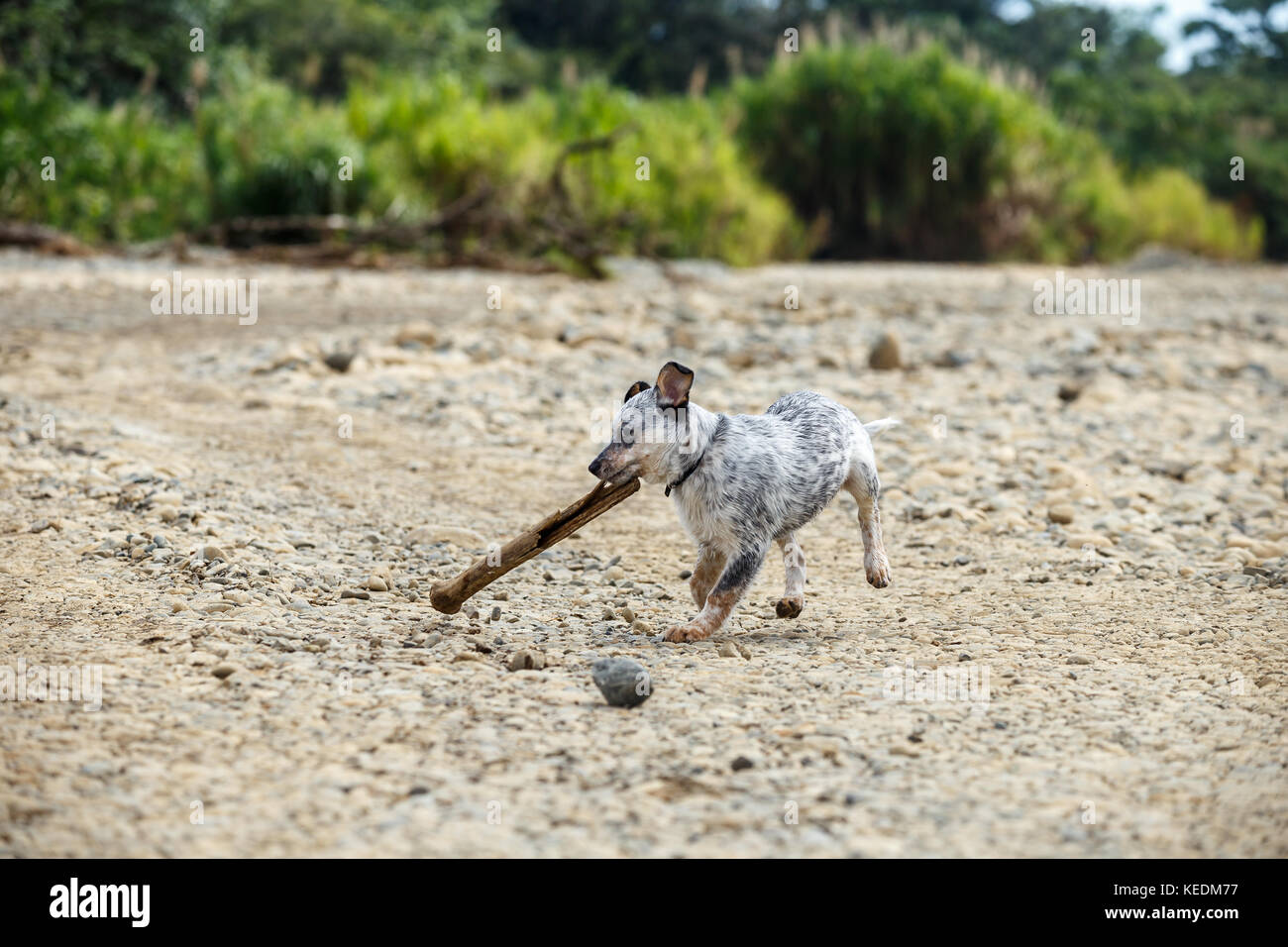 Australian Cattle Dog playing fetch with a stick by the river Stock ...