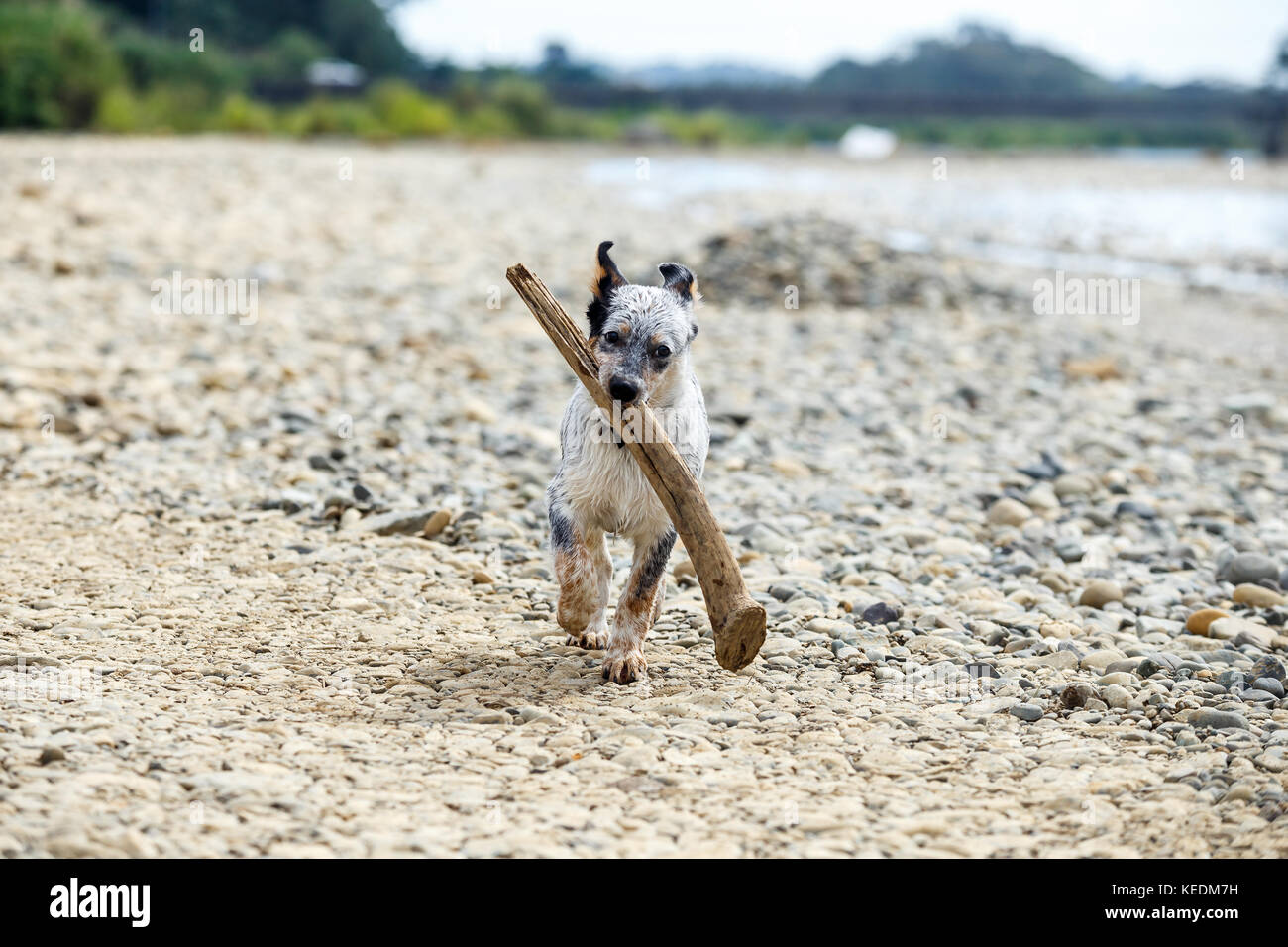 Australian Cattle Dog playing fetch with a stick by the river Stock ...