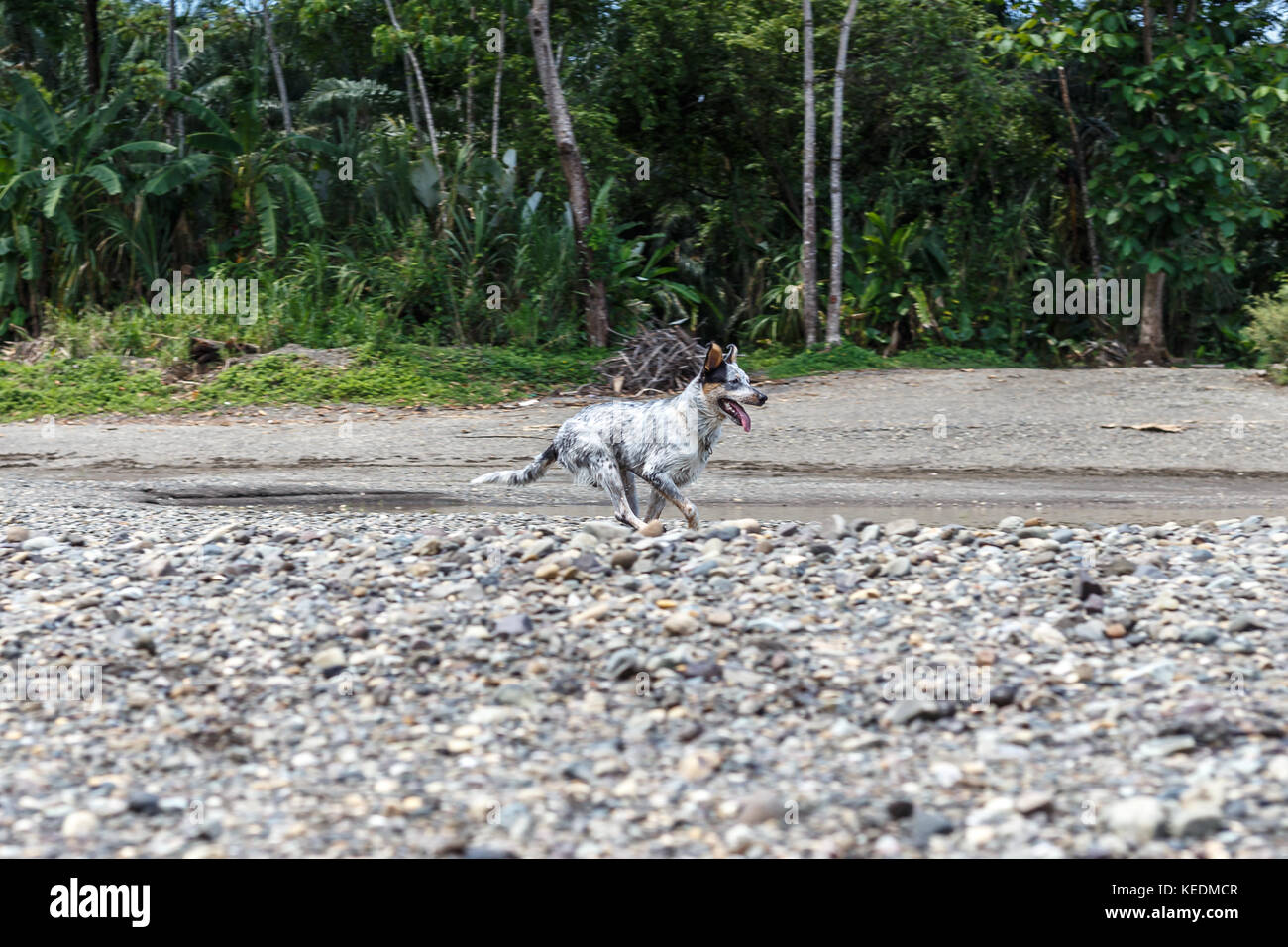 Cattle run hi-res stock photography and images - Alamy