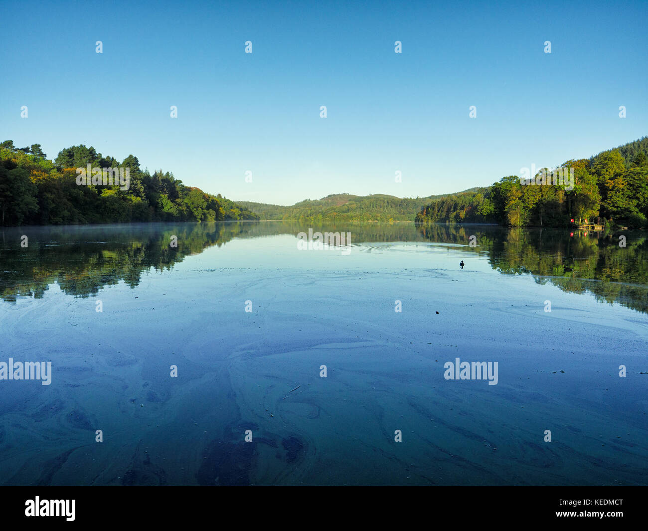 Early Autumn forest morning,Northern Ireland Stock Photo - Alamy