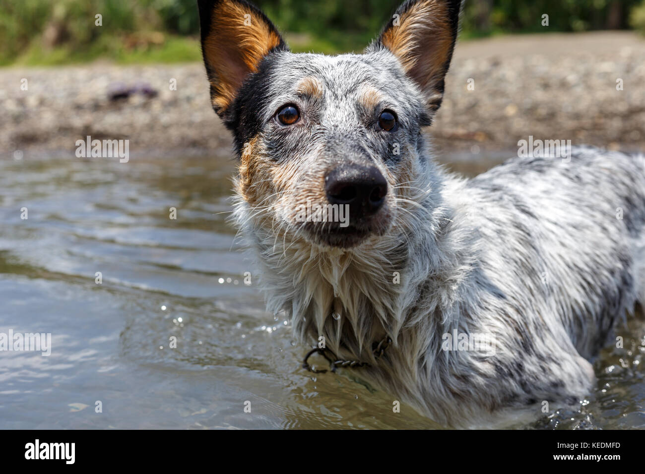 Chest deep in water hi-res stock photography and images - Alamy