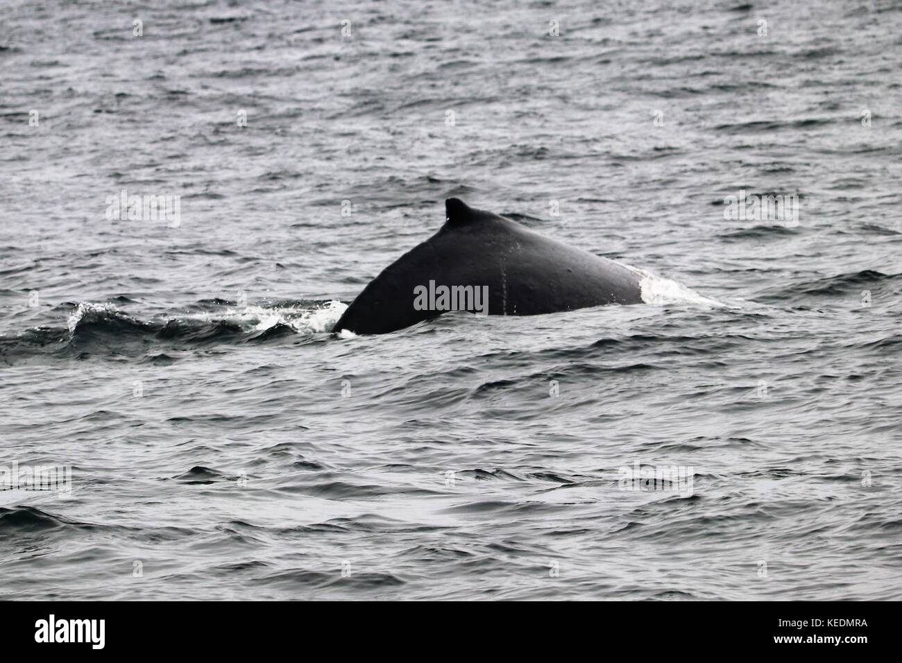 Puget Sound Humpback Whale Stock Photo - Alamy