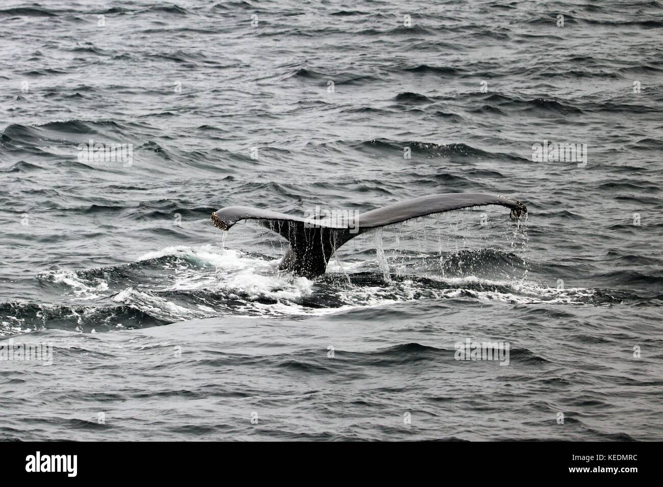 Puget Sound Humpback Whale Stock Photo - Alamy