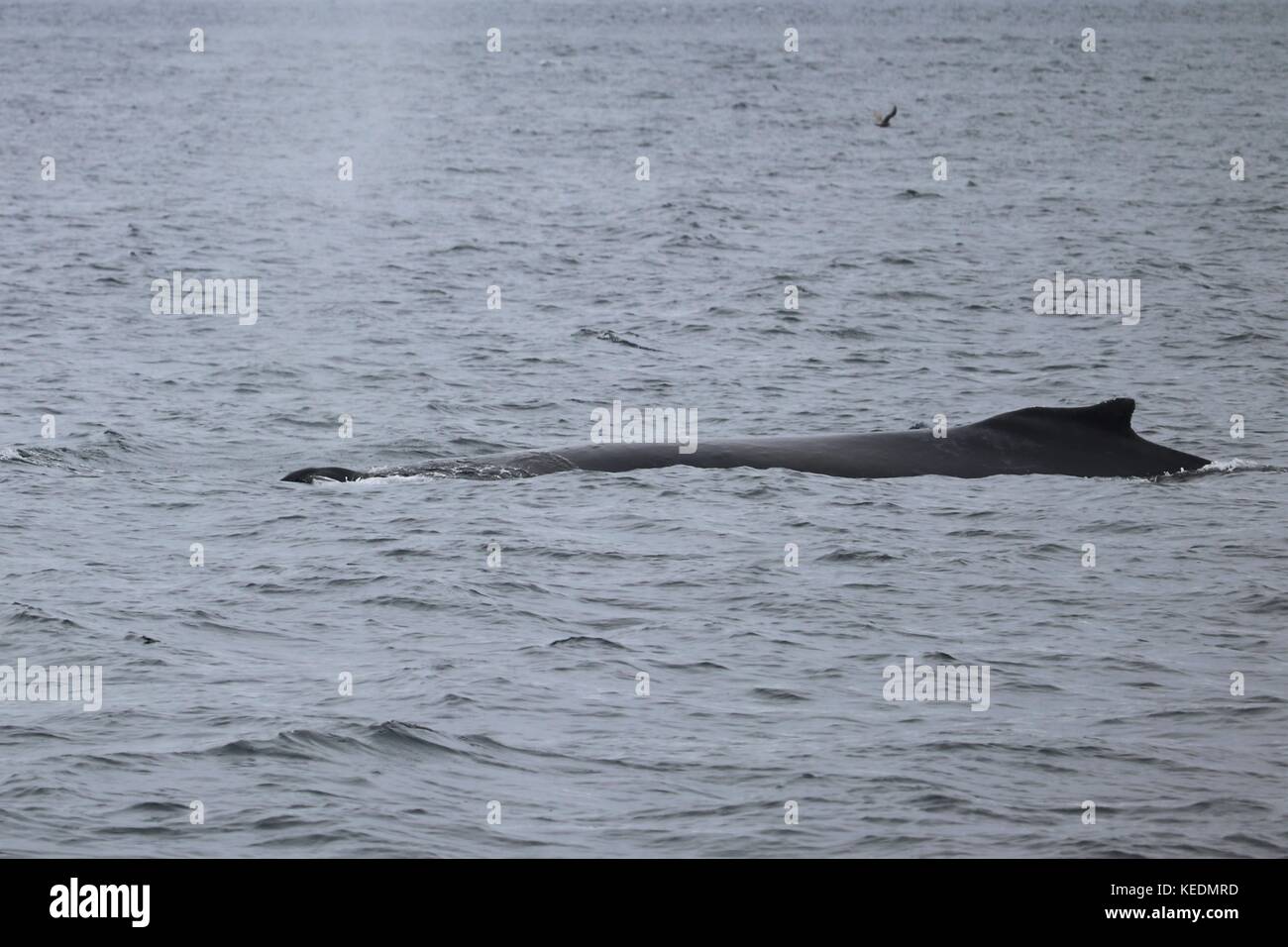 Puget sound humpback whale hi-res stock photography and images - Alamy