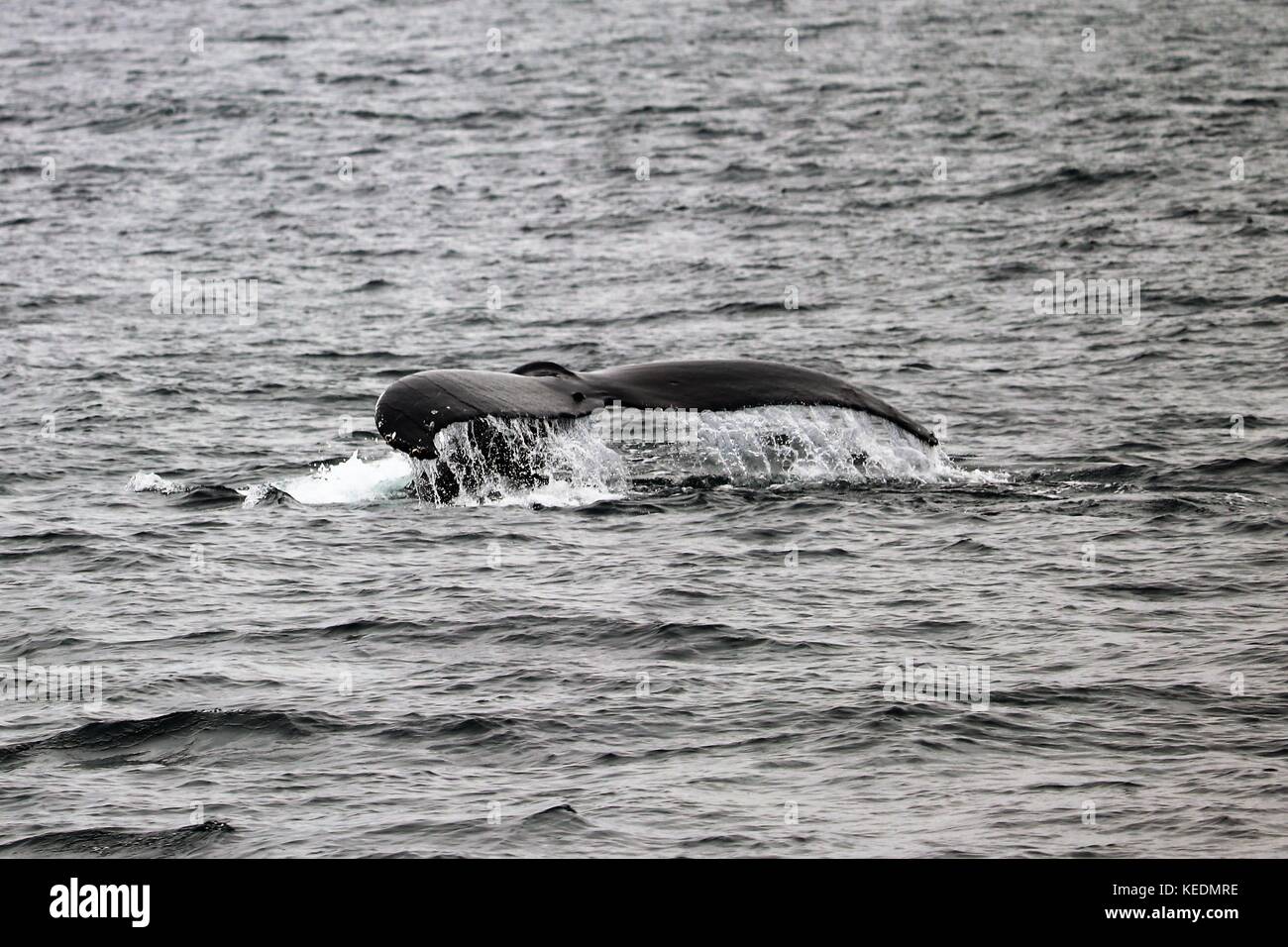 Puget sound humpback whale hi-res stock photography and images - Alamy