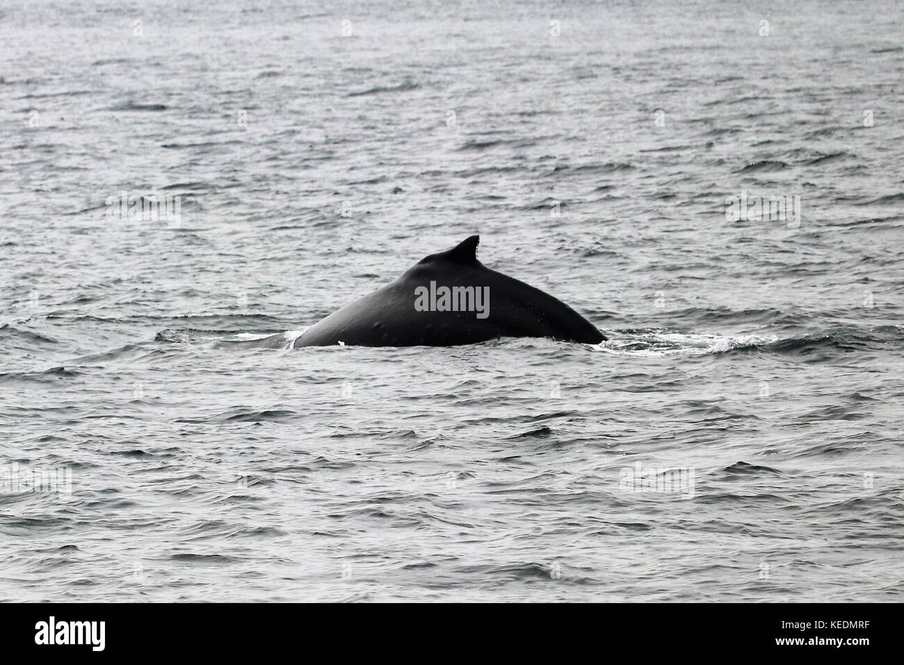 Puget sound humpback whale hi-res stock photography and images - Alamy