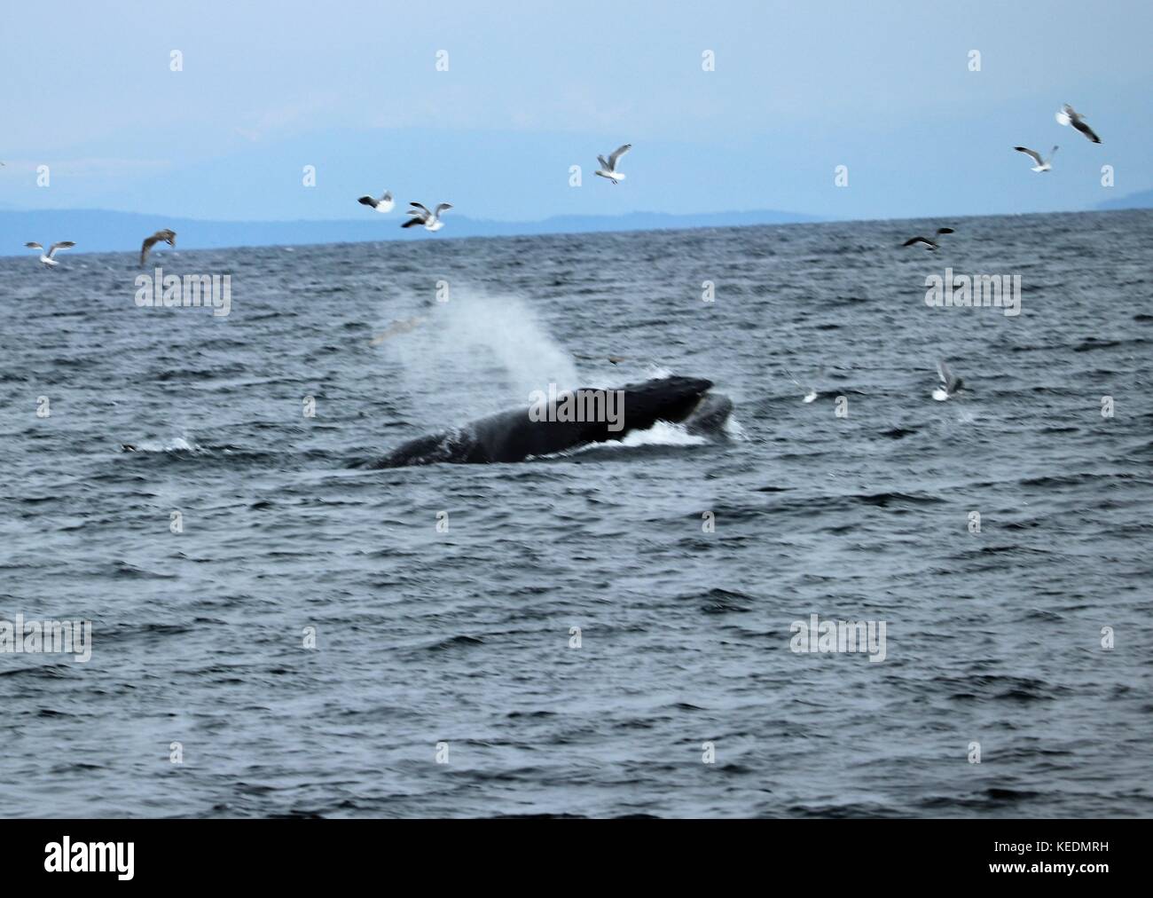 Puget Sound Humpback Whale Stock Photo - Alamy