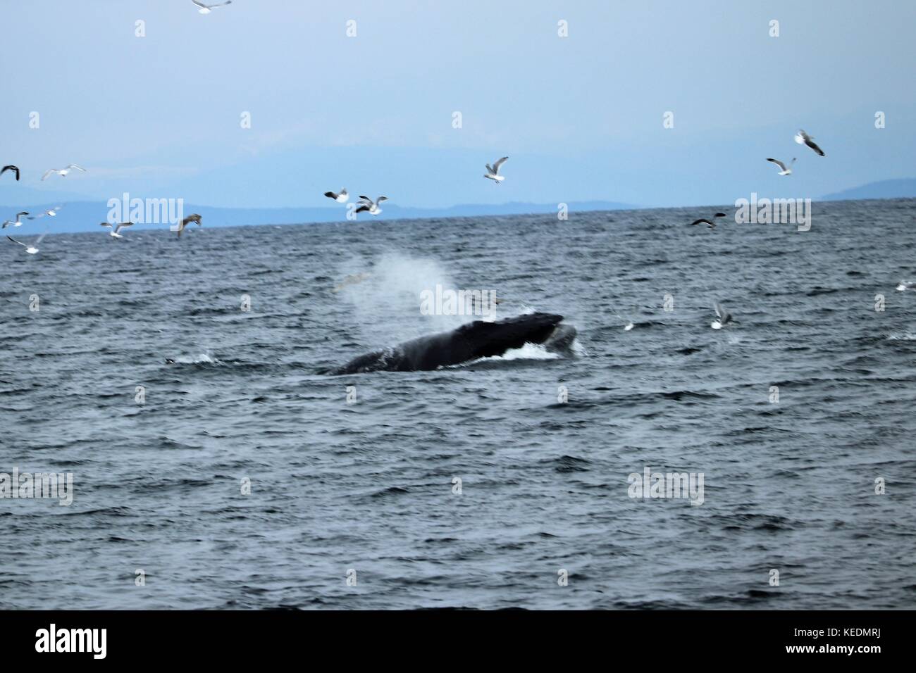 Spouting humpback whale hi-res stock photography and images - Alamy