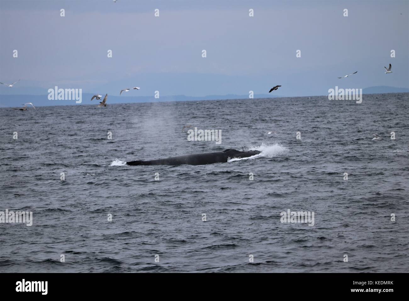 Puget Sound Humpback Whale Stock Photo - Alamy