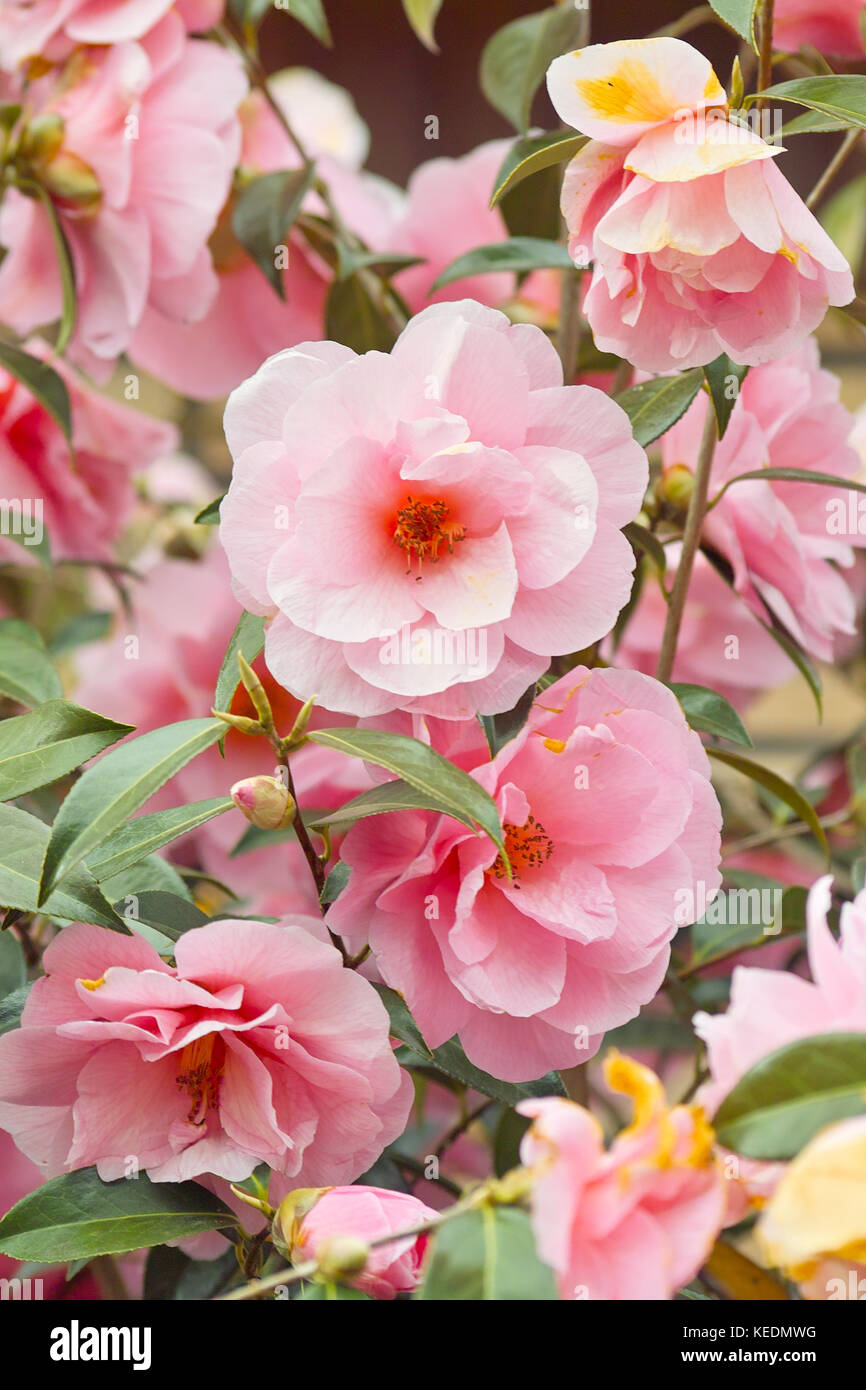 Semi double pink camellia flower hi-res stock photography and images ...