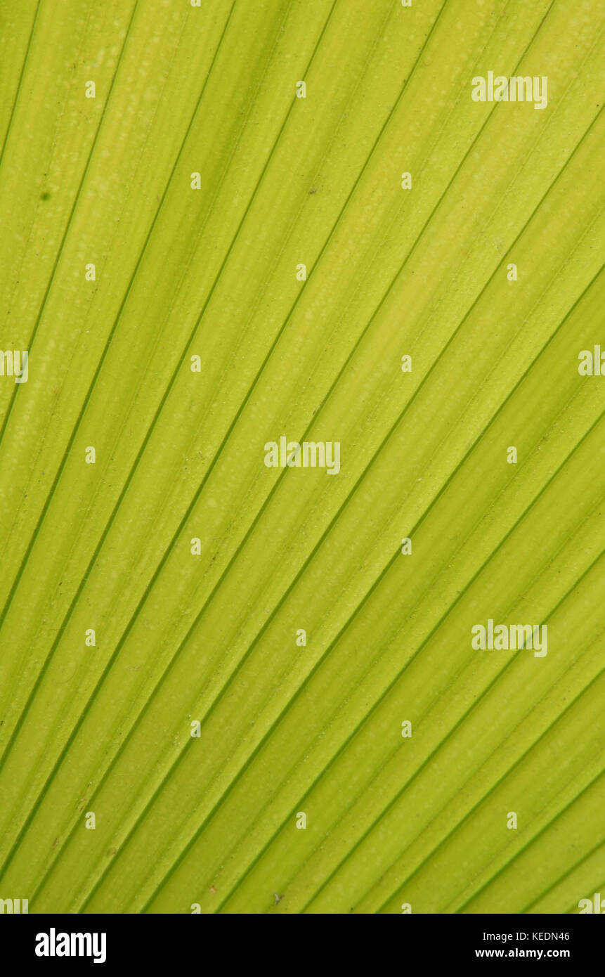 Line pattern of leave Stock Photo - Alamy