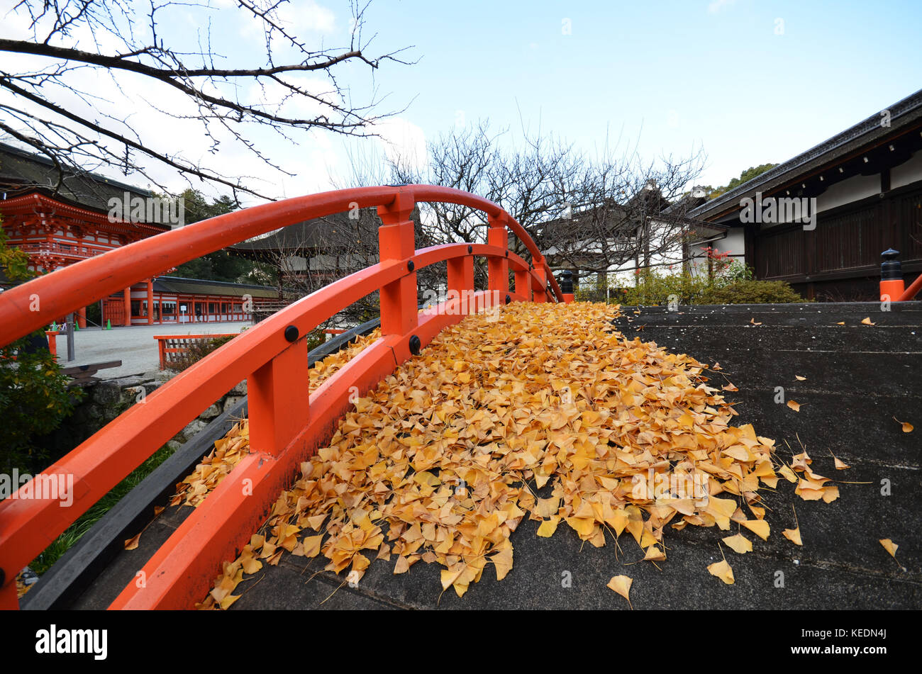 Yellow leaves on the bridge in Shimogamo-jinja Shrine Kyoto, Japan ...