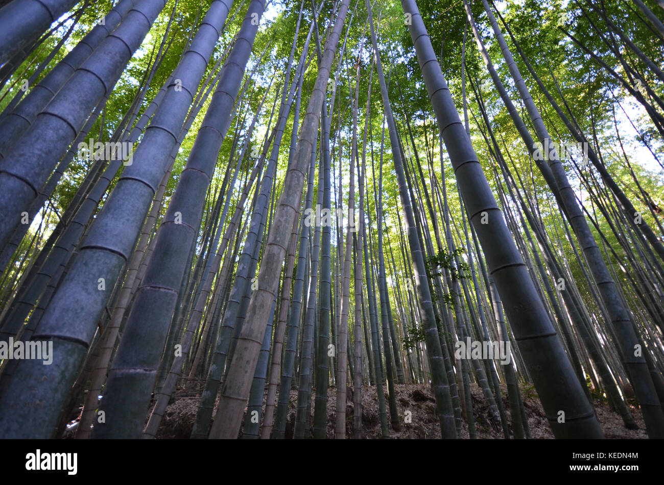 Bamboo grove, bamboo forest at Arashiyama, Kyoto, Japan Stock Photo - Alamy