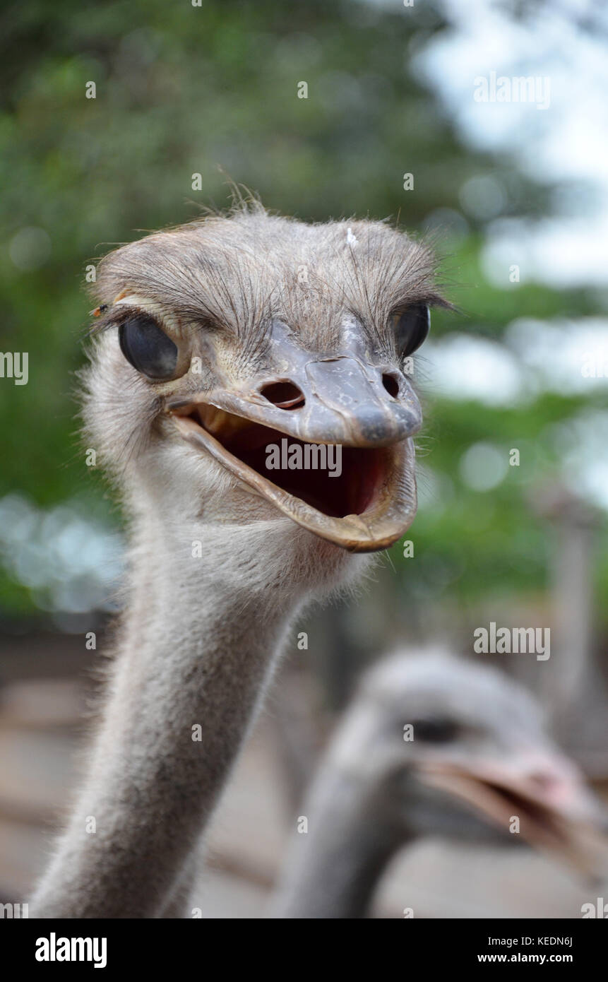 Wild ostrich stares into the camera with its curious gesture Stock ...