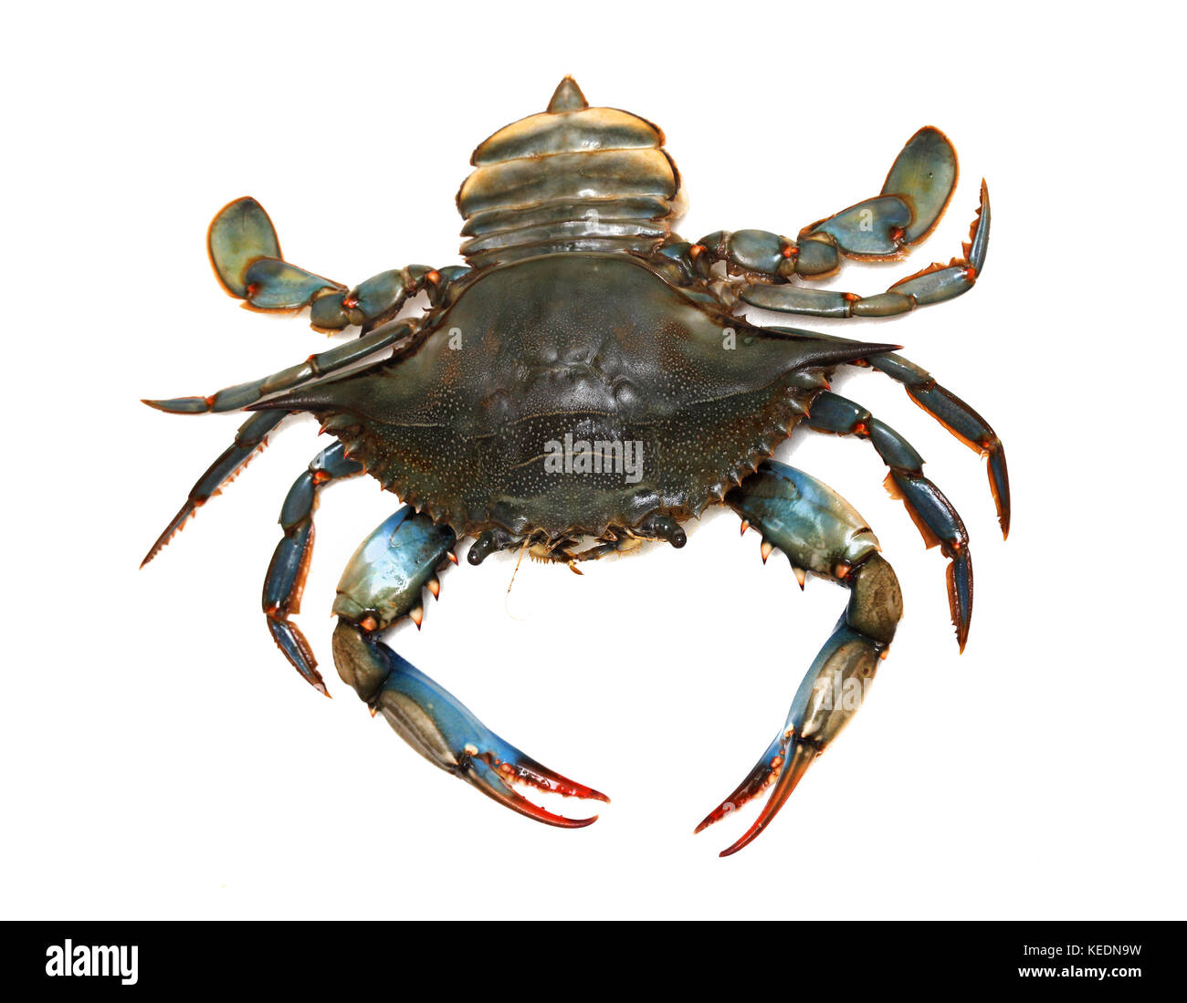 Alive blue crab shellfish on white background Stock Photo - Alamy