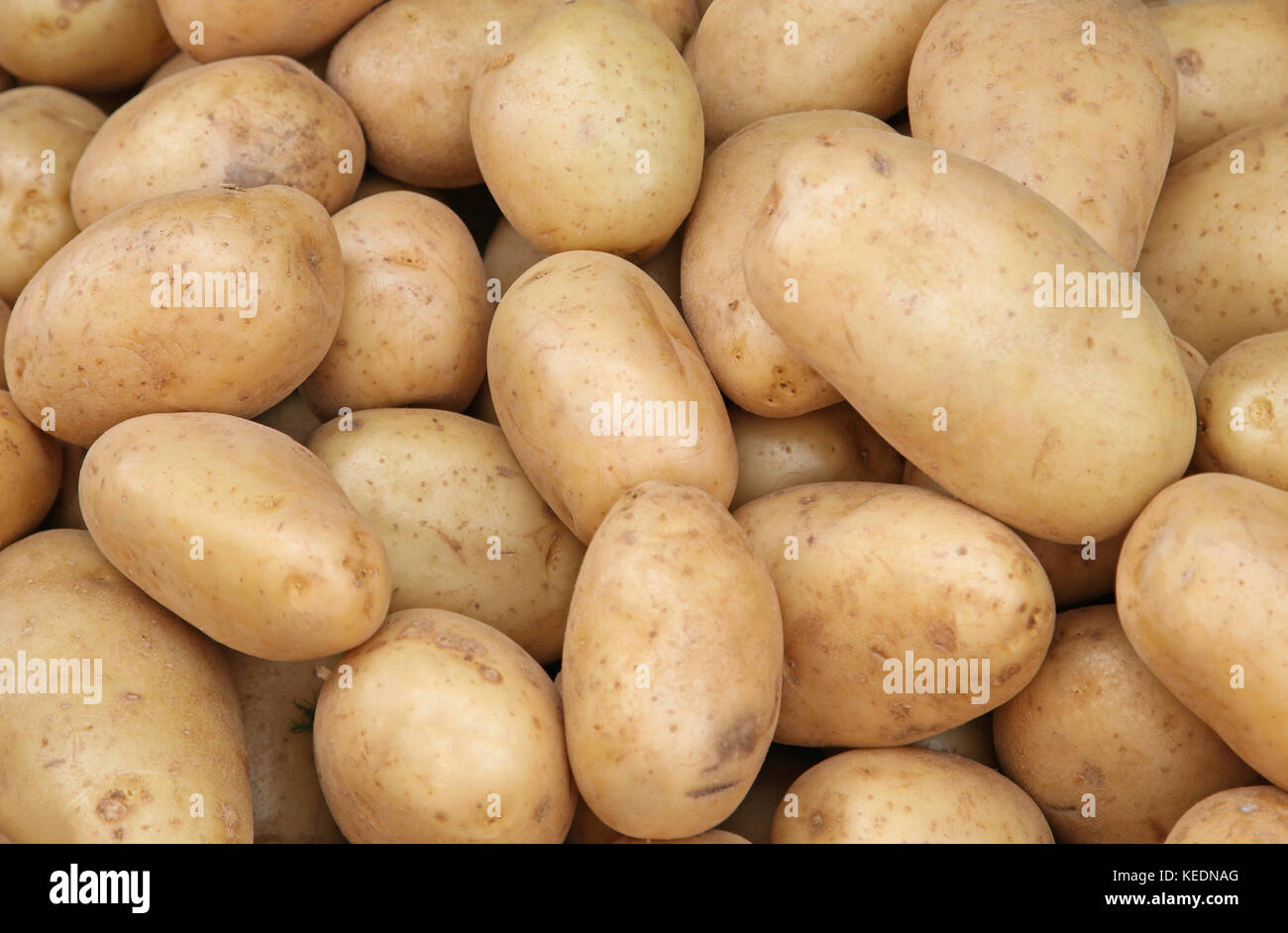 Fresh organic white potatoes pile on market stall Stock Photo - Alamy