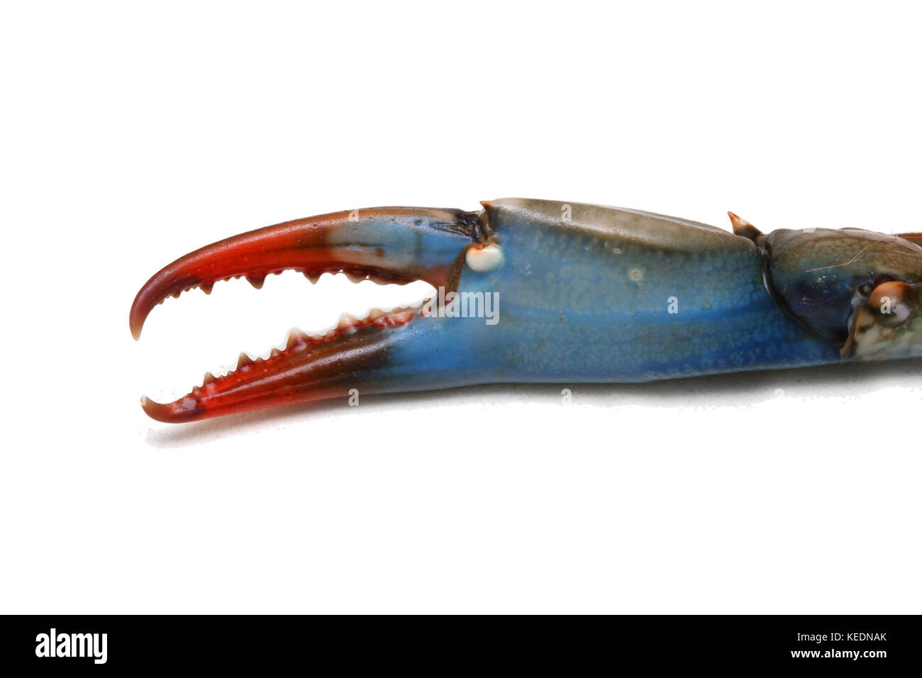 Big blue crab claw close up shot Stock Photo - Alamy