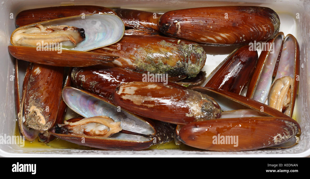 Date shells hi-res stock photography and images - Alamy