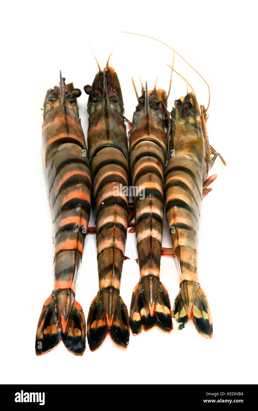Raw tiger shrimps ready to be cooked Stock Photo - Alamy