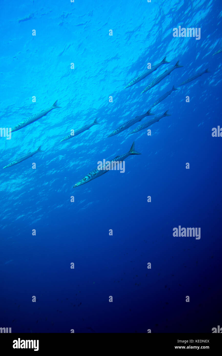 barracuda group, ocean, fuerteventura, canary islands Stock Photo - Alamy