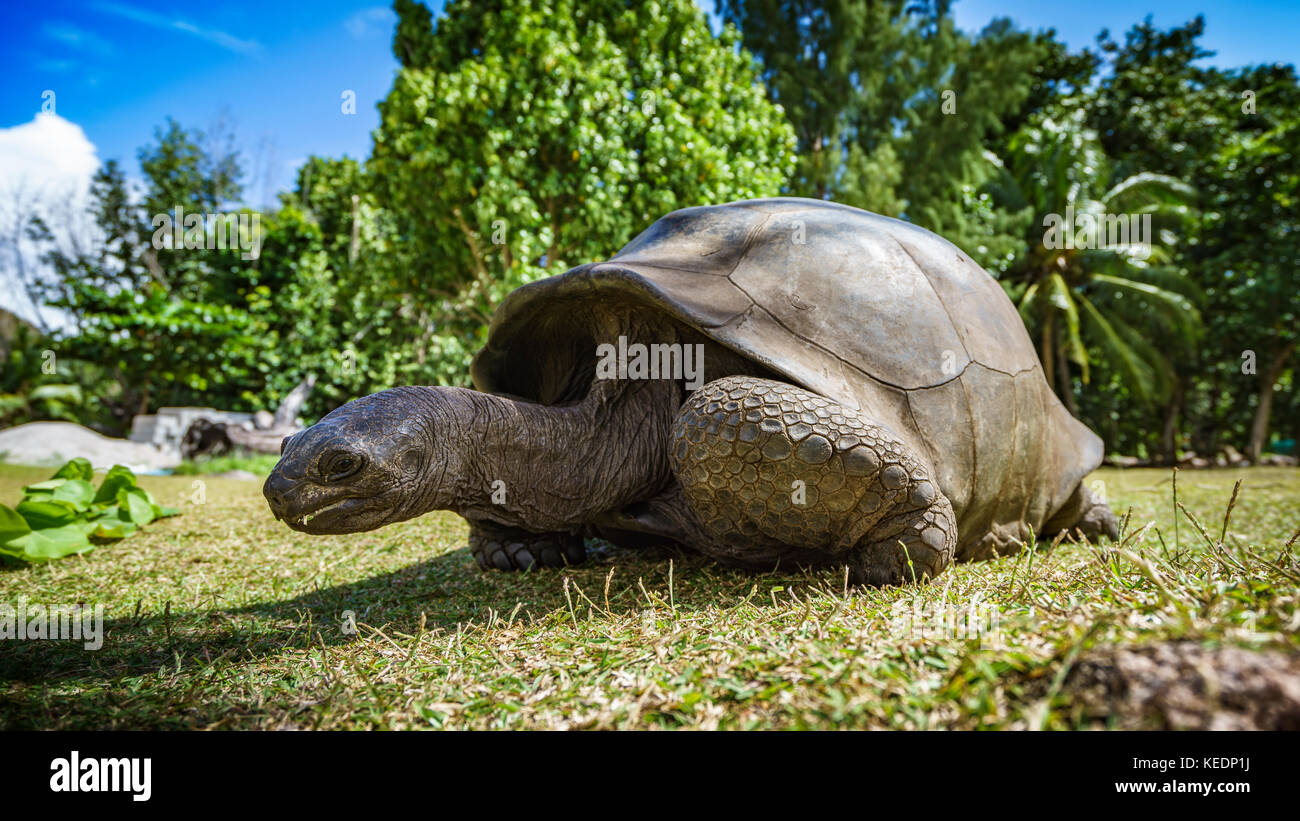 Giant turtle tortoise leg hi-res stock photography and images - Alamy