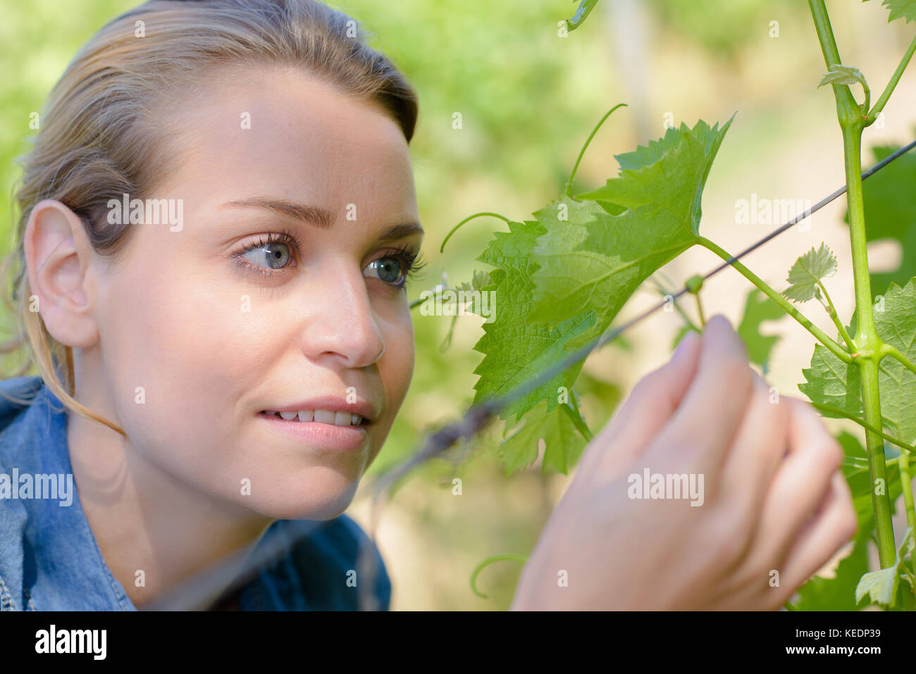 Grox hi-res stock photography and images - Alamy